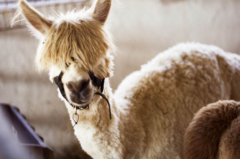 25 Alpacas with the Most Amazing Hair Ever » TwistedSifter