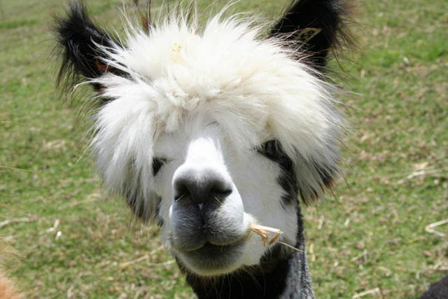 25 Alpacas with the Most Amazing Hair Ever » TwistedSifter