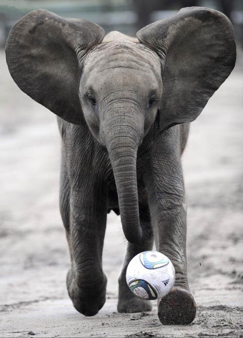 The 35 Cutest Baby Elephants You Will See Today - TwistedSifter