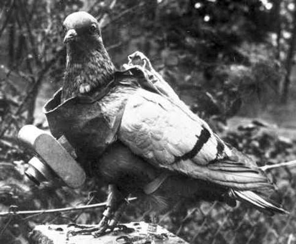 The History of Pigeon Camera Photography » TwistedSifter