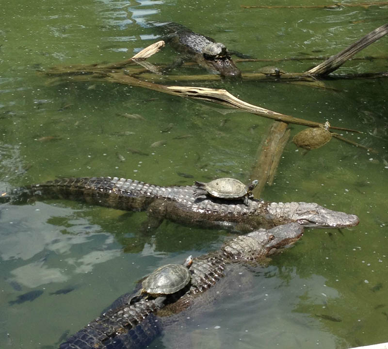 Picture of the Day: Photo Finish at the Alligator Grand Prix ...