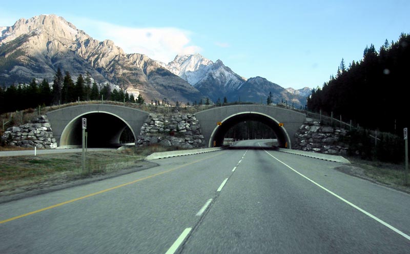 12 Amazing Animal Bridges Around the World - TwistedSifter