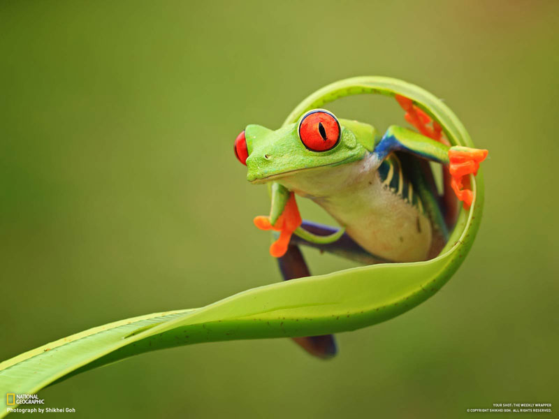 Picture of the Day: This Frog is Fabulous » TwistedSifter