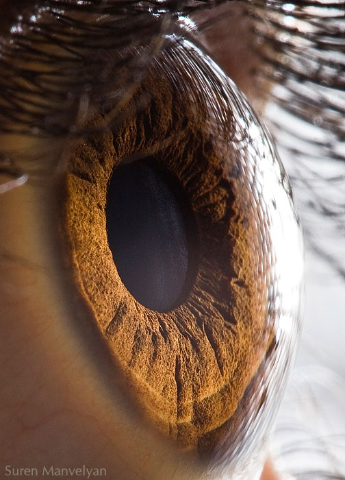 21 Extreme Close Ups of the Human Eye » TwistedSifter
