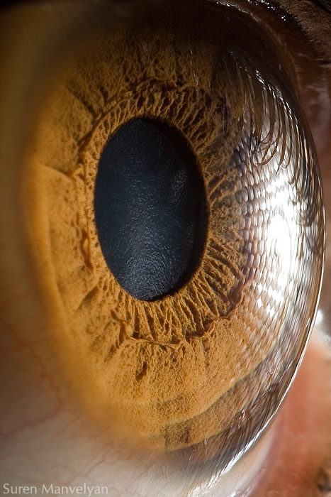 21 Extreme Close Ups of the Human Eye » TwistedSifter