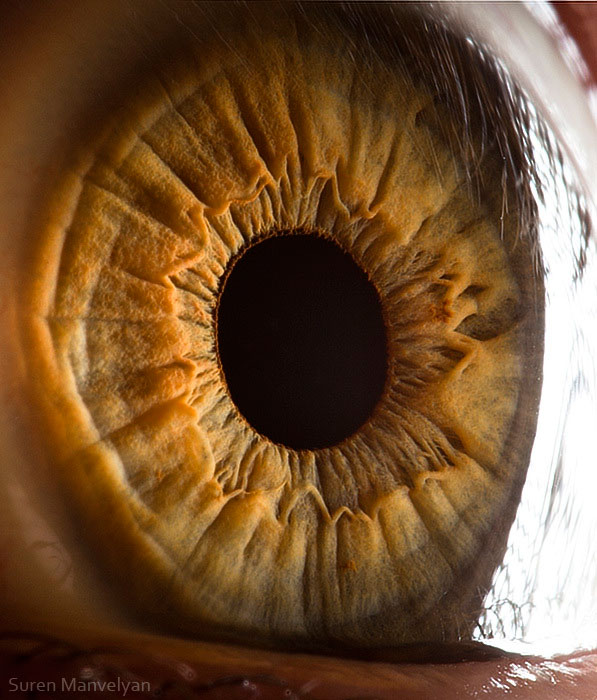 21 Extreme Close Ups of the Human Eye » TwistedSifter