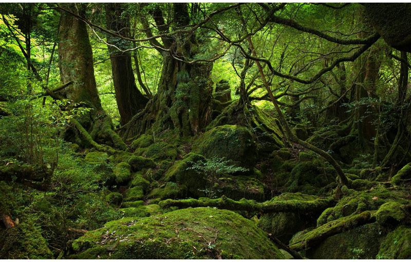 Picture of the Day: The Moss Covered Forest of Yakushima » TwistedSifter