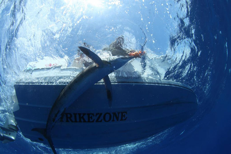Rare Underwater Photos of a Shark Attacking a Marlin » TwistedSifter