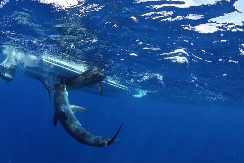 Rare Underwater Photos of a Shark Attacking a Marlin » TwistedSifter