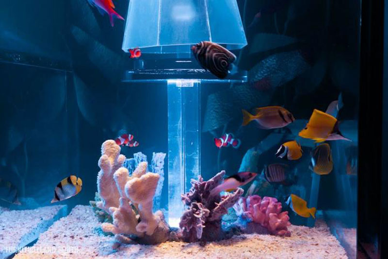 Cool Custom Fish Tank Headboard for your Bed » TwistedSifter