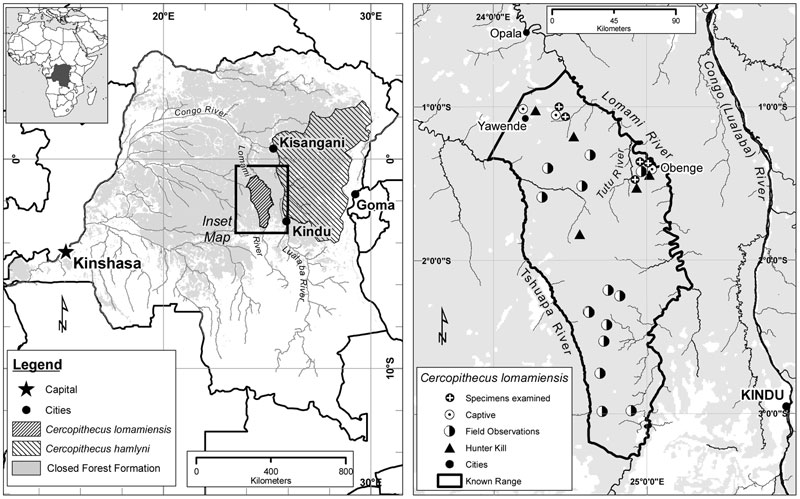 First New Monkey in 28 Years Discovered in the Congo » TwistedSifter