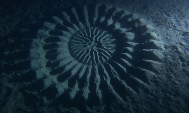 Fish Creates Beautiful Sand Art in the Name of Love » TwistedSifter