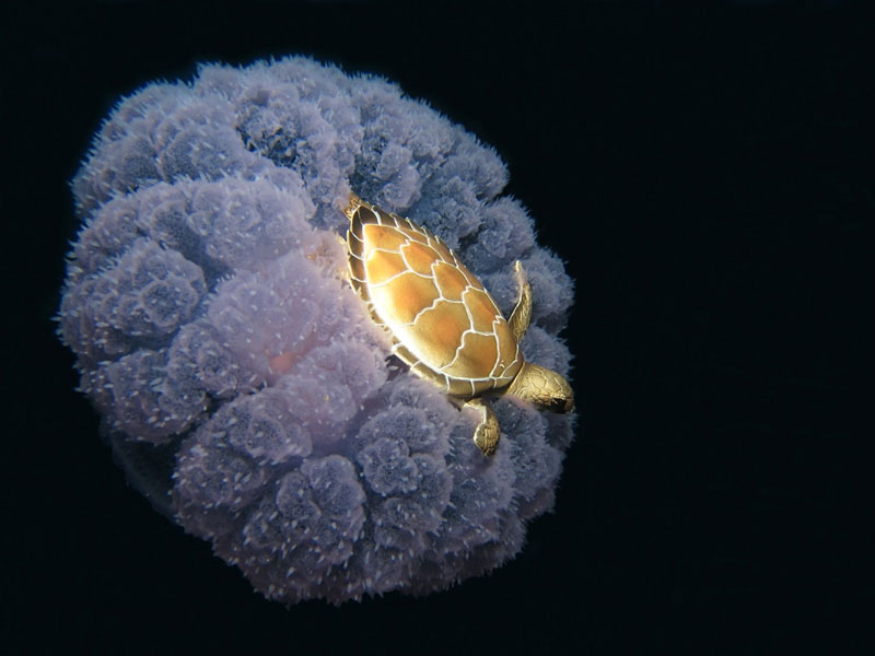Picture of the Day: Turtle Riding a Jellyfish » TwistedSifter