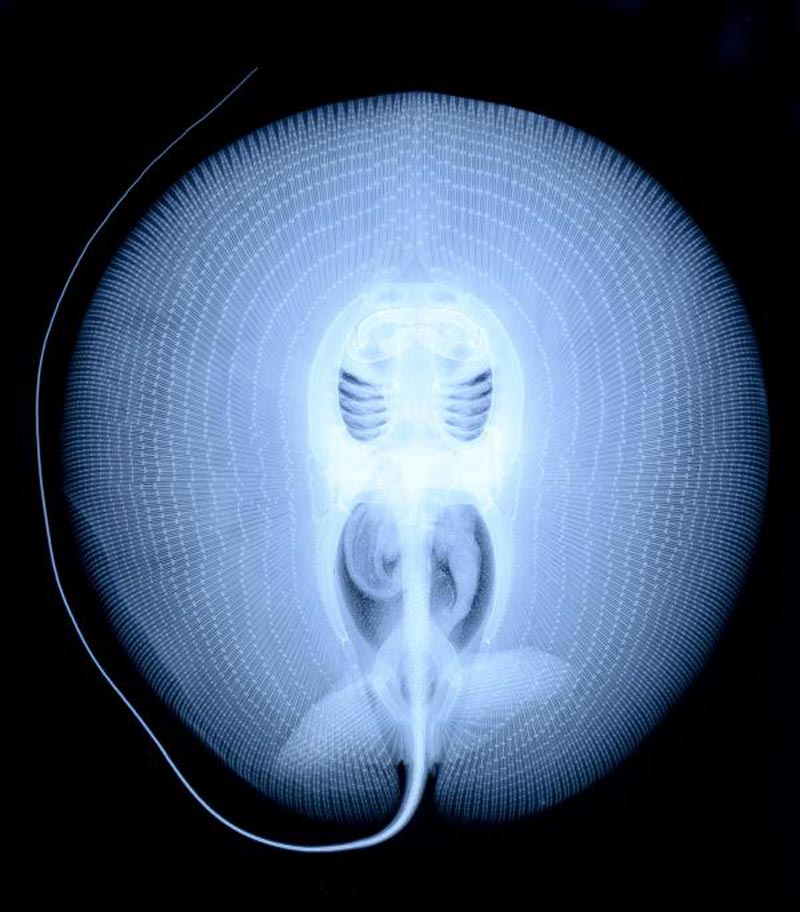 Picture of the Day: An X-Ray of a Stingray - TwistedSifter