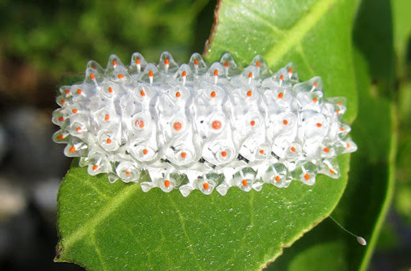 8 Photos of the Translucent Jewel Caterpillar » TwistedSifter