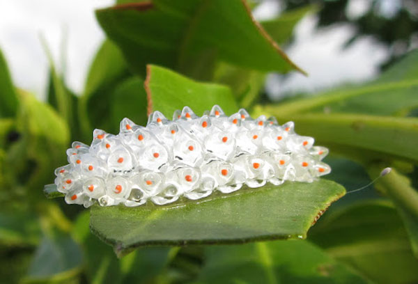 8 Photos of the Translucent Jewel Caterpillar » TwistedSifter