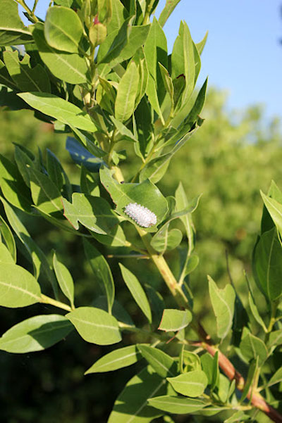 8 Photos of the Translucent Jewel Caterpillar » TwistedSifter