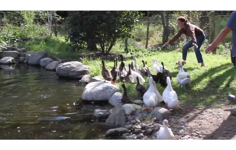 Rescued Ducks Swim For Their First Time Ever » TwistedSifter