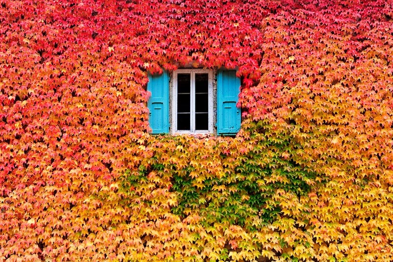 Picture of the Day: A Wall of Fall » TwistedSifter