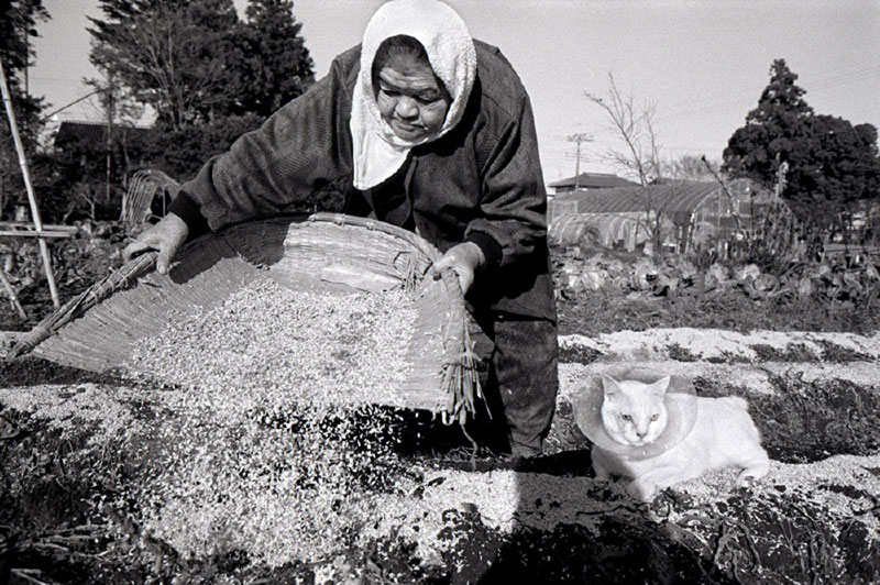 The Daily Life of a Grandmother and Her Cat » TwistedSifter