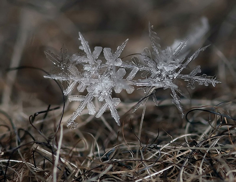Macro Photos of Individual Snowflakes - TwistedSifter