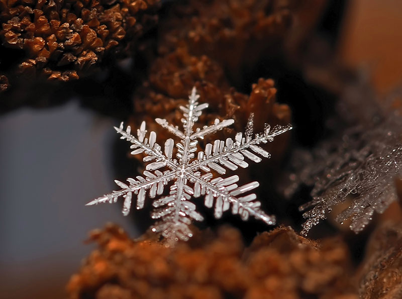 Macro Photos of Individual Snowflakes - TwistedSifter