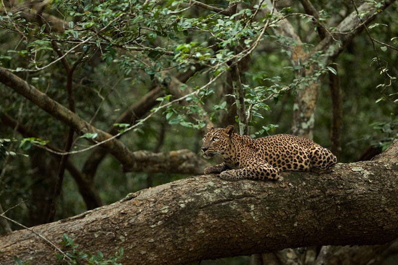 Picture of the Day: The Sri Lankan Leopard - TwistedSifter