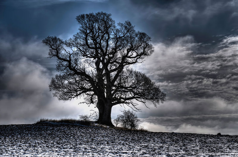 Picture of the Day: Winter Tree » TwistedSifter