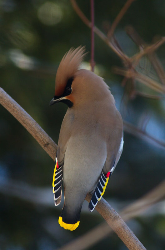 12 Beautiful Photos of Waxwing Birds - TwistedSifter