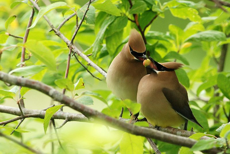 12 Beautiful Photos of Waxwing Birds - TwistedSifter