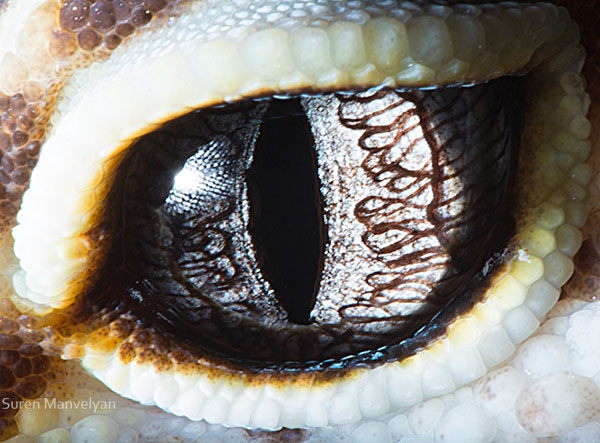 Macro Photos of Animal Eyes - TwistedSifter