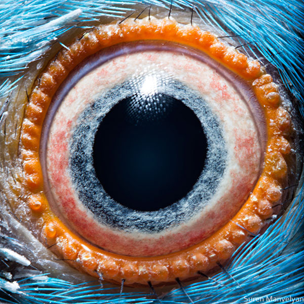 Macro Photos of Animal Eyes - TwistedSifter