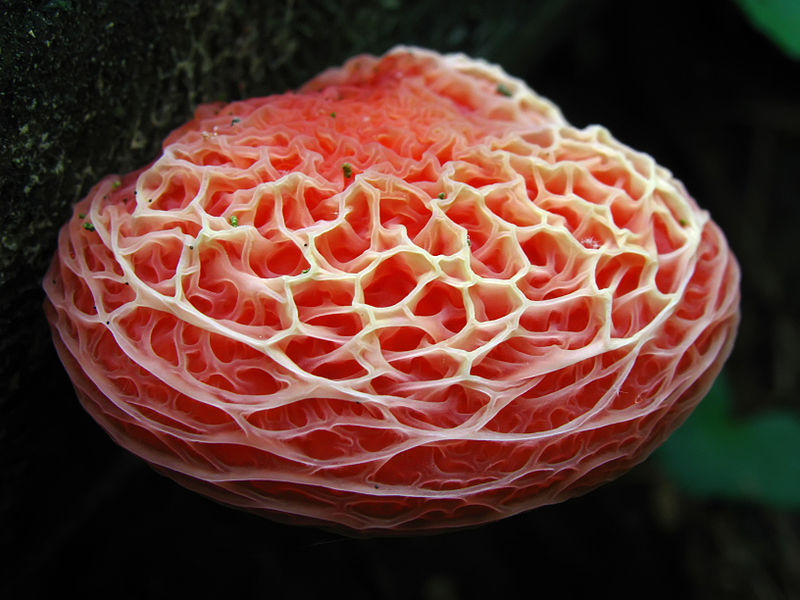 15 Fascinating Fungi around the World - TwistedSifter