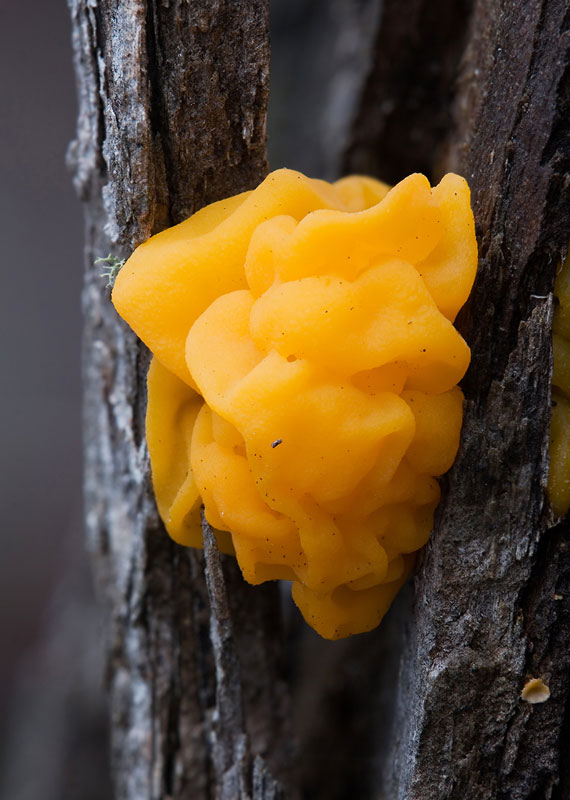 15 Fascinating Fungi around the World - TwistedSifter