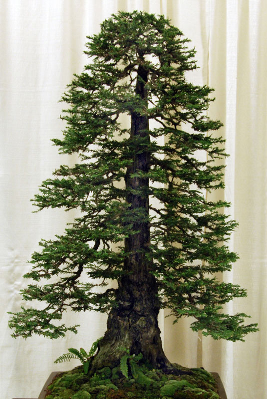 Bonsai Versions of the World’s Tallest Tree » TwistedSifter