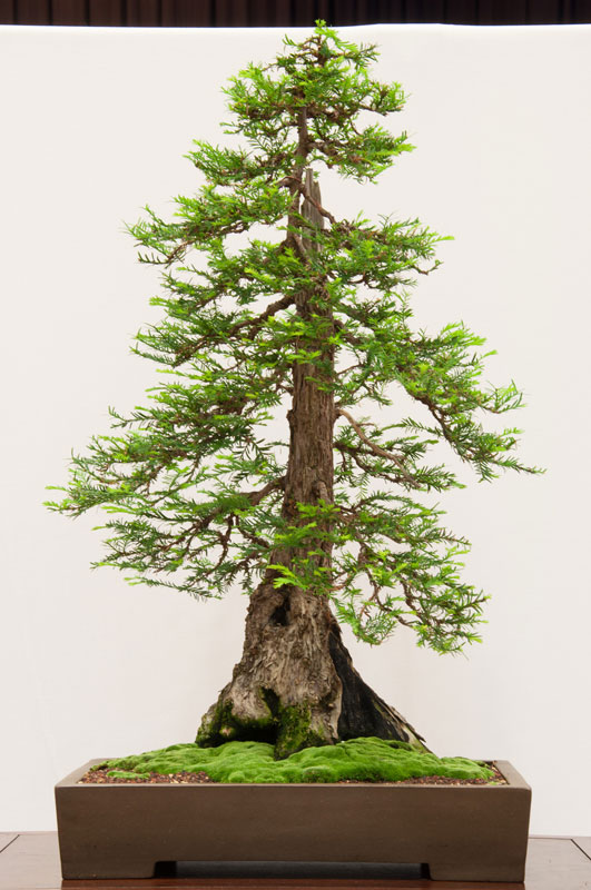 Bonsai Versions of the World’s Tallest Tree » TwistedSifter