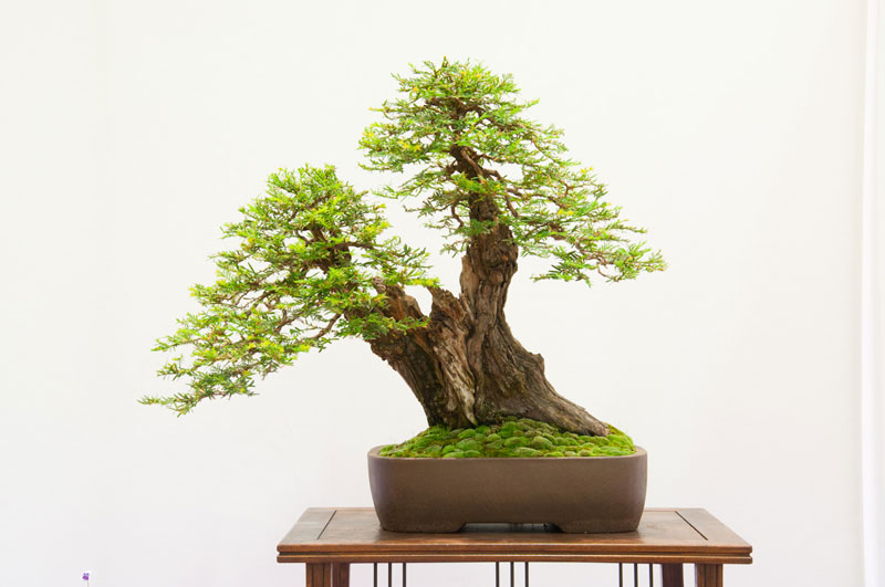 Bonsai Versions of the World’s Tallest Tree » TwistedSifter