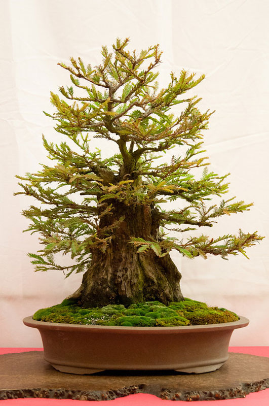 Bonsai Versions of the World’s Tallest Tree » TwistedSifter