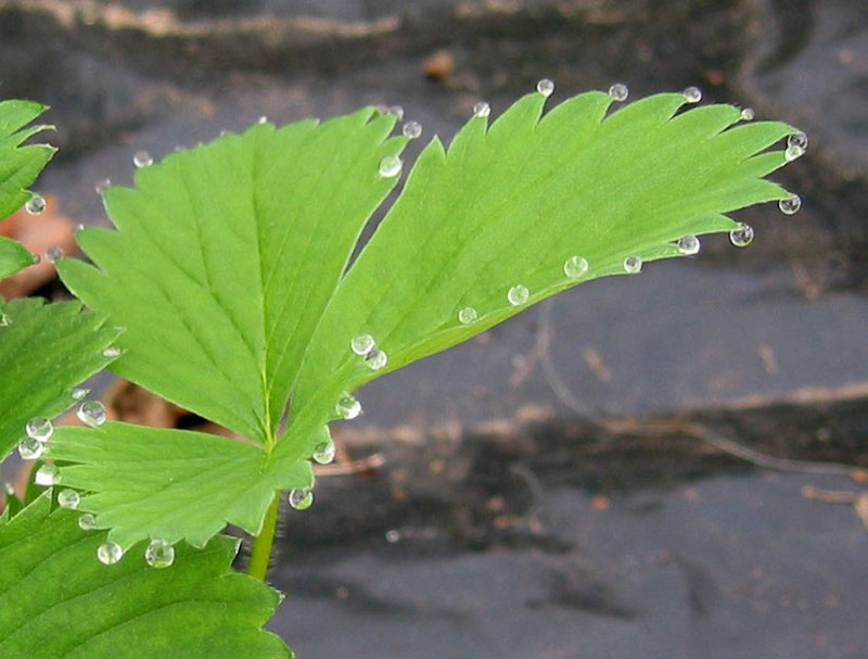 12 Beautiful Examples of Guttation - TwistedSifter