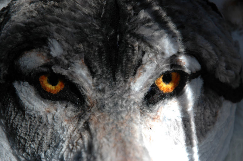 Incredibly Lifelike Animals Made from Pipe Cleaners » TwistedSifter