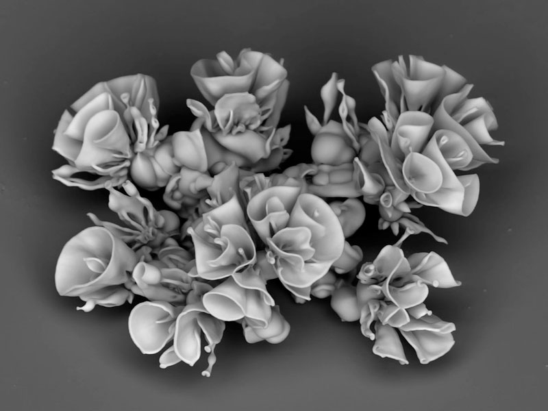 Self-Assembling Nano Flowers Grown in Lab » TwistedSifter
