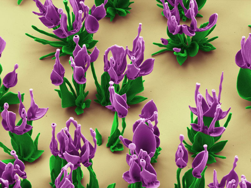Self-Assembling Nano Flowers Grown in Lab » TwistedSifter