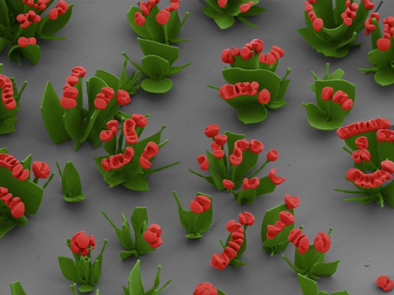 Self-Assembling Nano Flowers Grown in Lab » TwistedSifter
