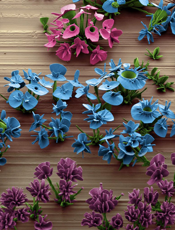 Self-Assembling Nano Flowers Grown in Lab » TwistedSifter