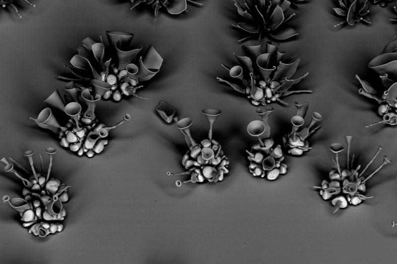 Self-Assembling Nano Flowers Grown in Lab » TwistedSifter