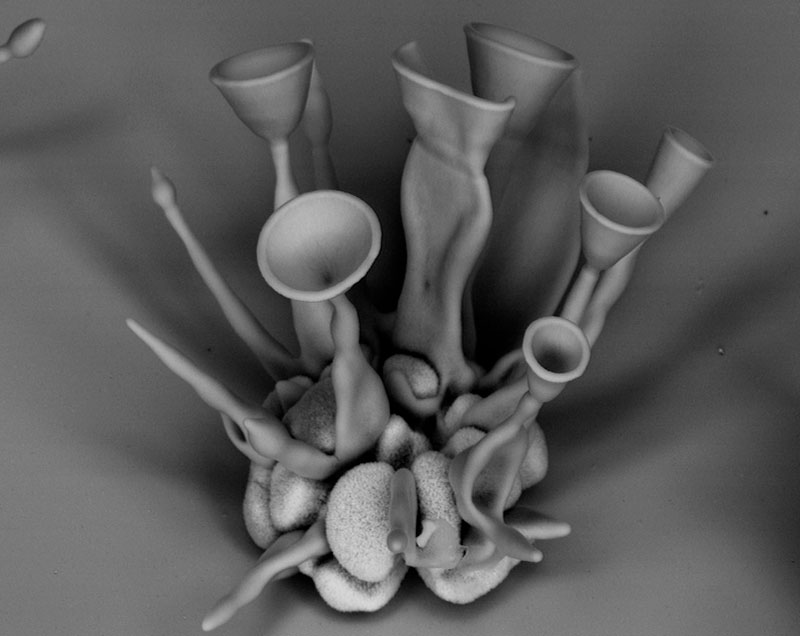 Self-Assembling Nano Flowers Grown in Lab » TwistedSifter