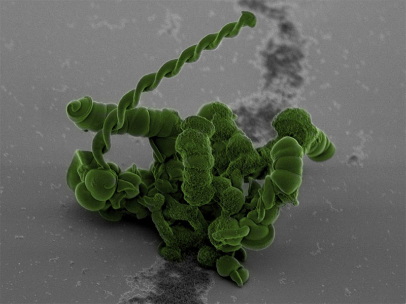 Self-Assembling Nano Flowers Grown in Lab » TwistedSifter