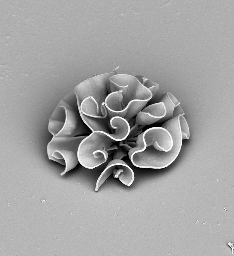Self-Assembling Nano Flowers Grown in Lab » TwistedSifter