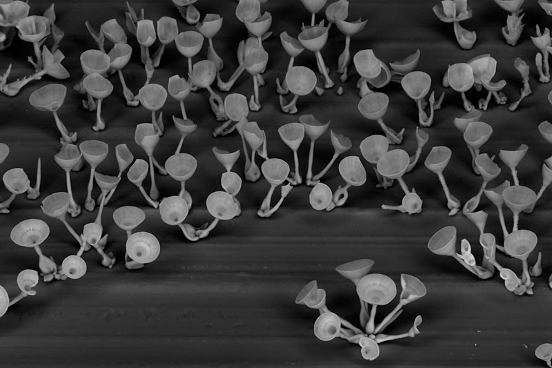 Self-Assembling Nano Flowers Grown in Lab » TwistedSifter