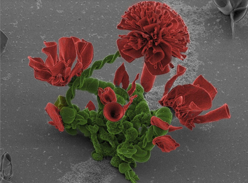 Self-Assembling Nano Flowers Grown in Lab » TwistedSifter